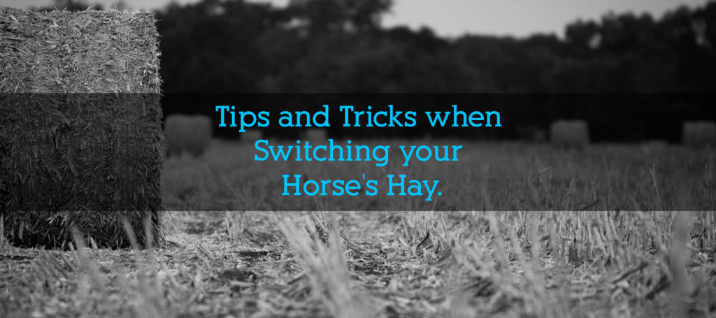 Tips and Tricks when Switching your Horse's Hay | Colorado Horse Forum