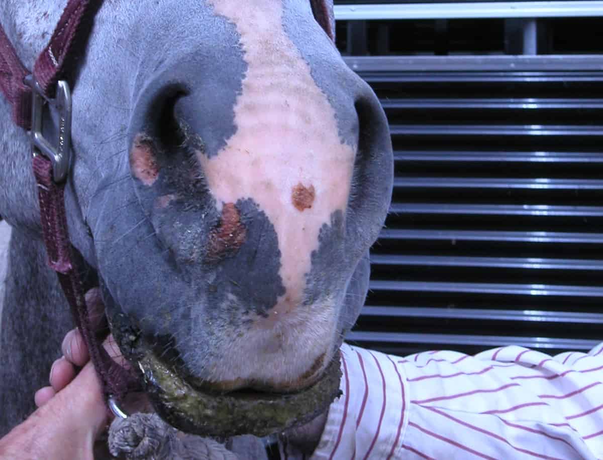 VSV (Vesicular Stomatitis) Confirmed in Colorado | Colorado Horse Forum