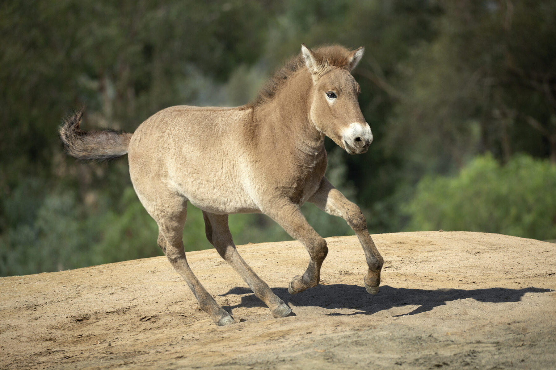 World’s First Successfully Cloned Endangered Przewalski’s Horse Now Learning the Language of ...