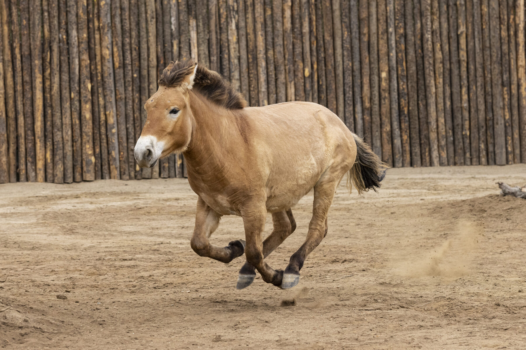 World’s First Successfully Cloned Endangered Przewalski’s Horse Now Learning the Language of ...