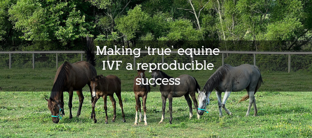 Making ‘true’ equine IVF a reproducible success | Colorado Horse Forum