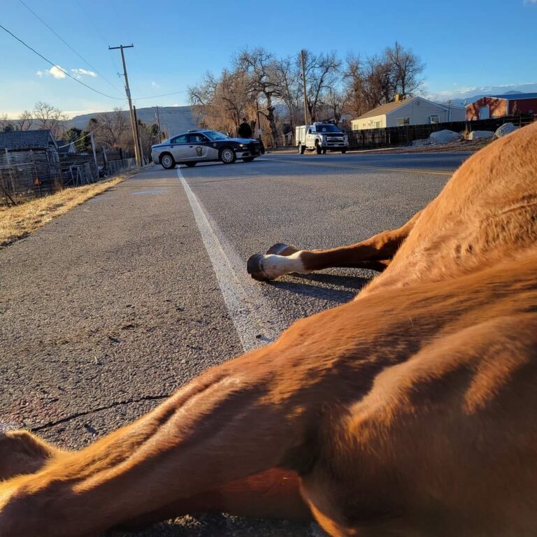 Tragedy Strikes: A Mounted Equestrian is Struck by Distracted Driver ...